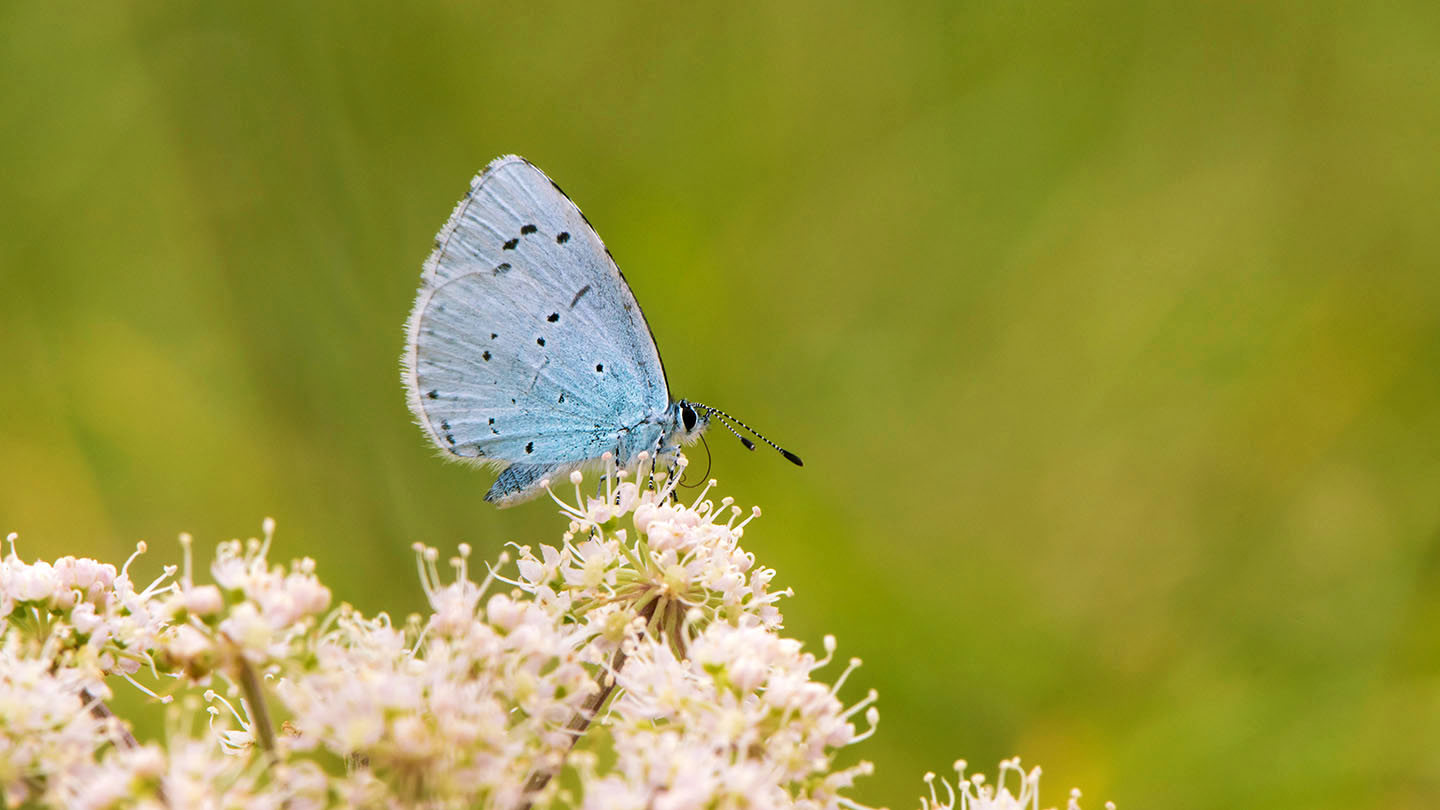 Holly blue (Celastrina argiolus) - Butterflies - Woodland Trust