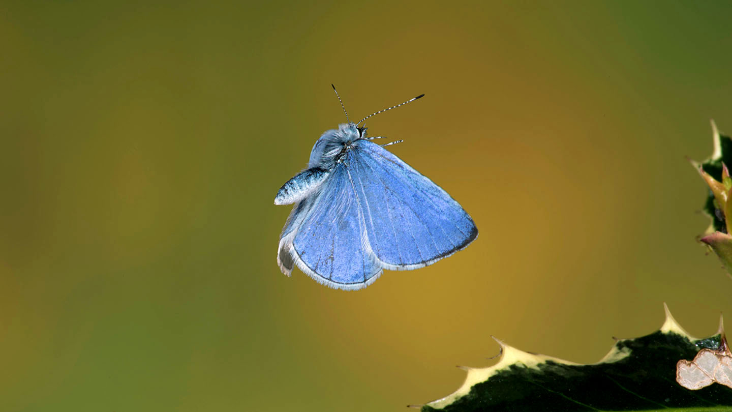 Holly blue (Celastrina argiolus) - Butterflies - Woodland Trust