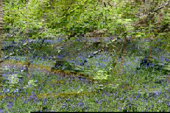 Angling Spring Wood - Woodland Trust