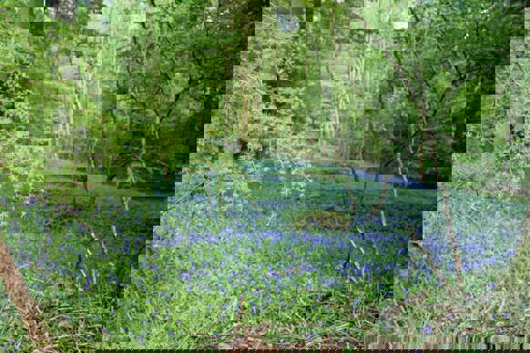 Angling Spring Wood - Woodland Trust