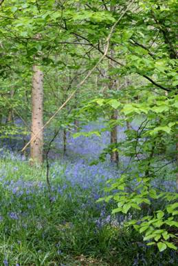 Angling Spring Wood - Woodland Trust