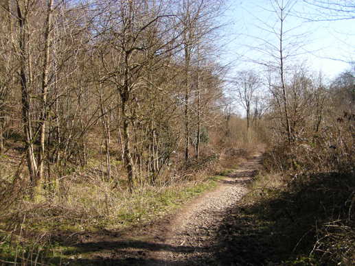 Angling Spring Wood - Woodland Trust