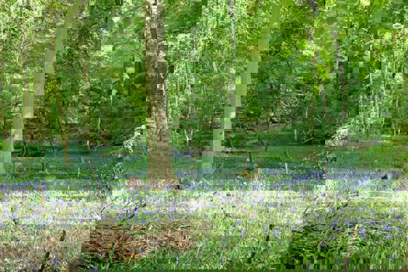 Angling Spring Wood - Woodland Trust