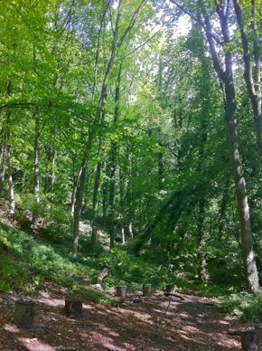 High Tor - Woodland Trust