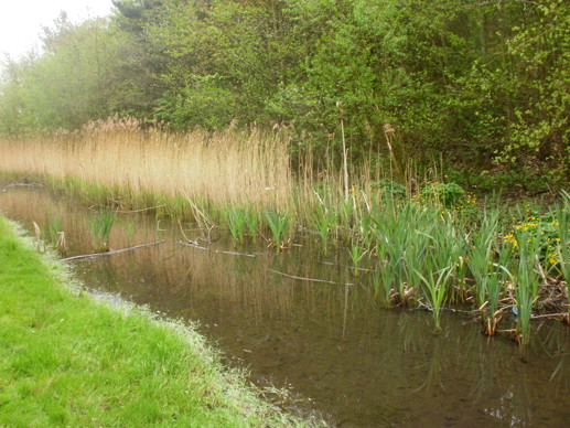 Vicar Water Country Park - Woodland Trust