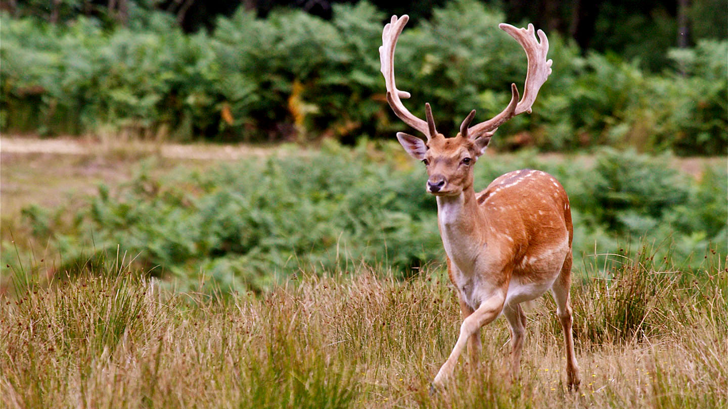 Fallow Deer (Dama dama) - British Mammals - Woodland Trust