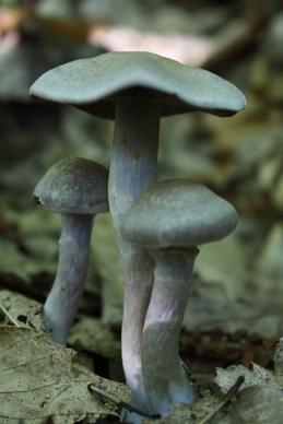 Farningham Woods - Woodland Trust