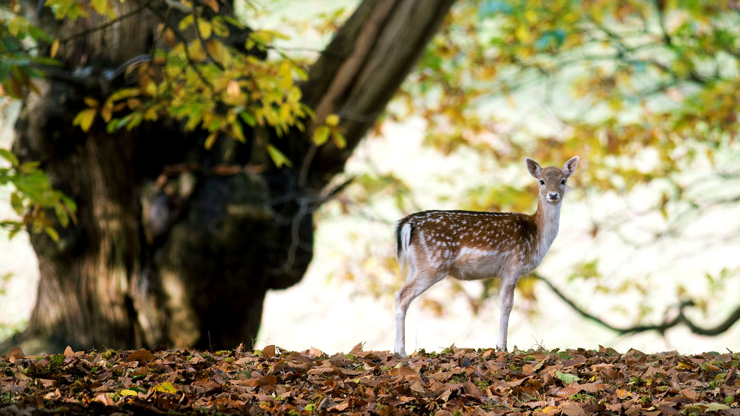 Fallow Deer (Dama dama) - British Mammals - Woodland Trust