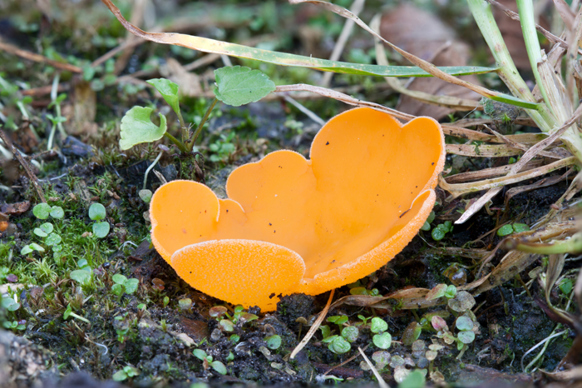 Farningham Woods - Woodland Trust