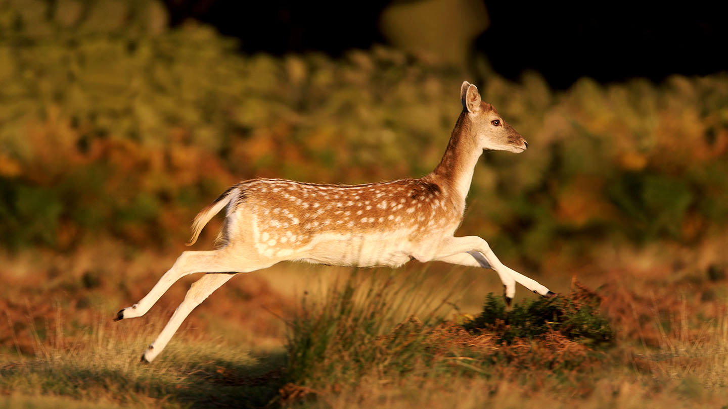 Fallow Deer (Dama dama) - British Mammals - Woodland Trust
