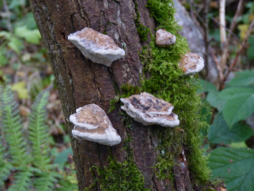 Biddulph Valley Way - Woodland Trust