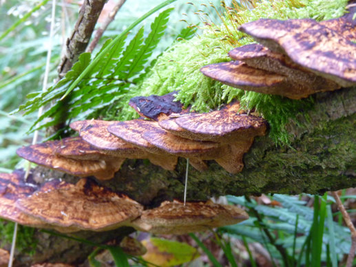 Biddulph Valley Way - Woodland Trust
