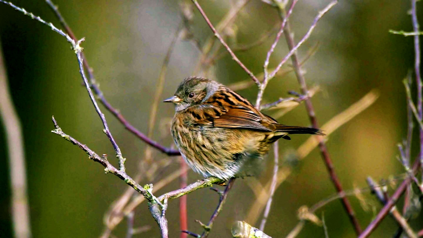 Dunnock (Prunella modularis) - British Birds - Woodland Trust