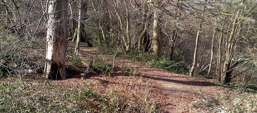 Beechen Wood - Woodland Trust