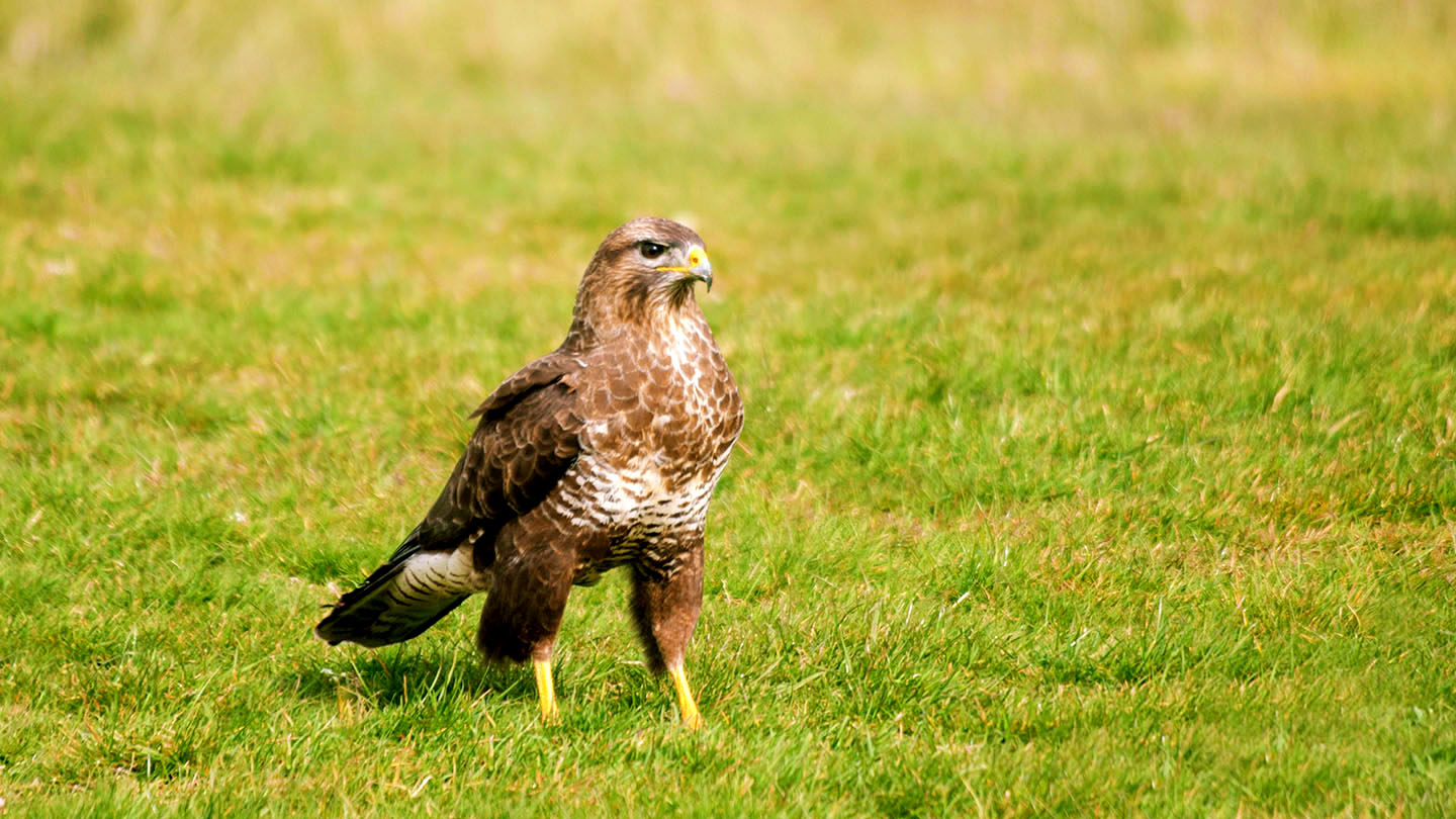 Buzzard (Buteo buteo) - British Birds - Woodland Trust
