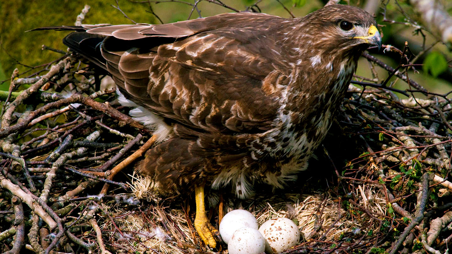 Buzzard (Buteo buteo) - British Birds - Woodland Trust