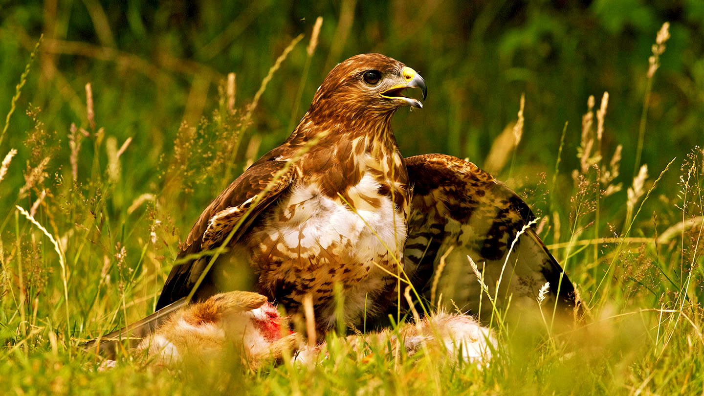 Buzzard (Buteo buteo) - British Birds - Woodland Trust