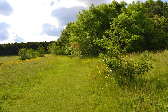 QE II Country Park - Woodland Trust