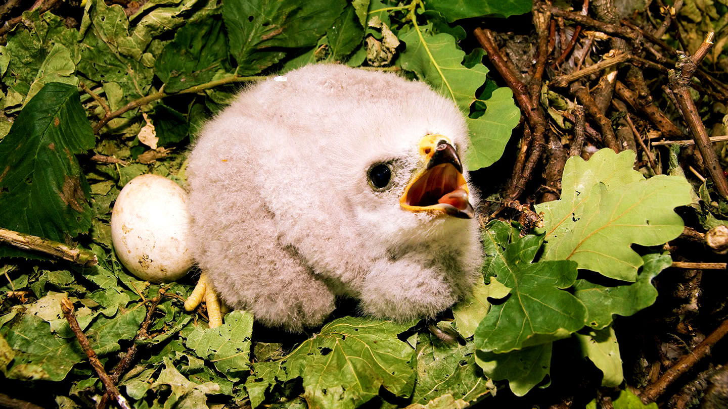 Buzzard (Buteo buteo) - British Birds - Woodland Trust