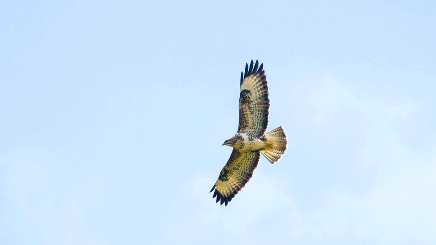 Buzzard (Buteo buteo) - British Birds - Woodland Trust