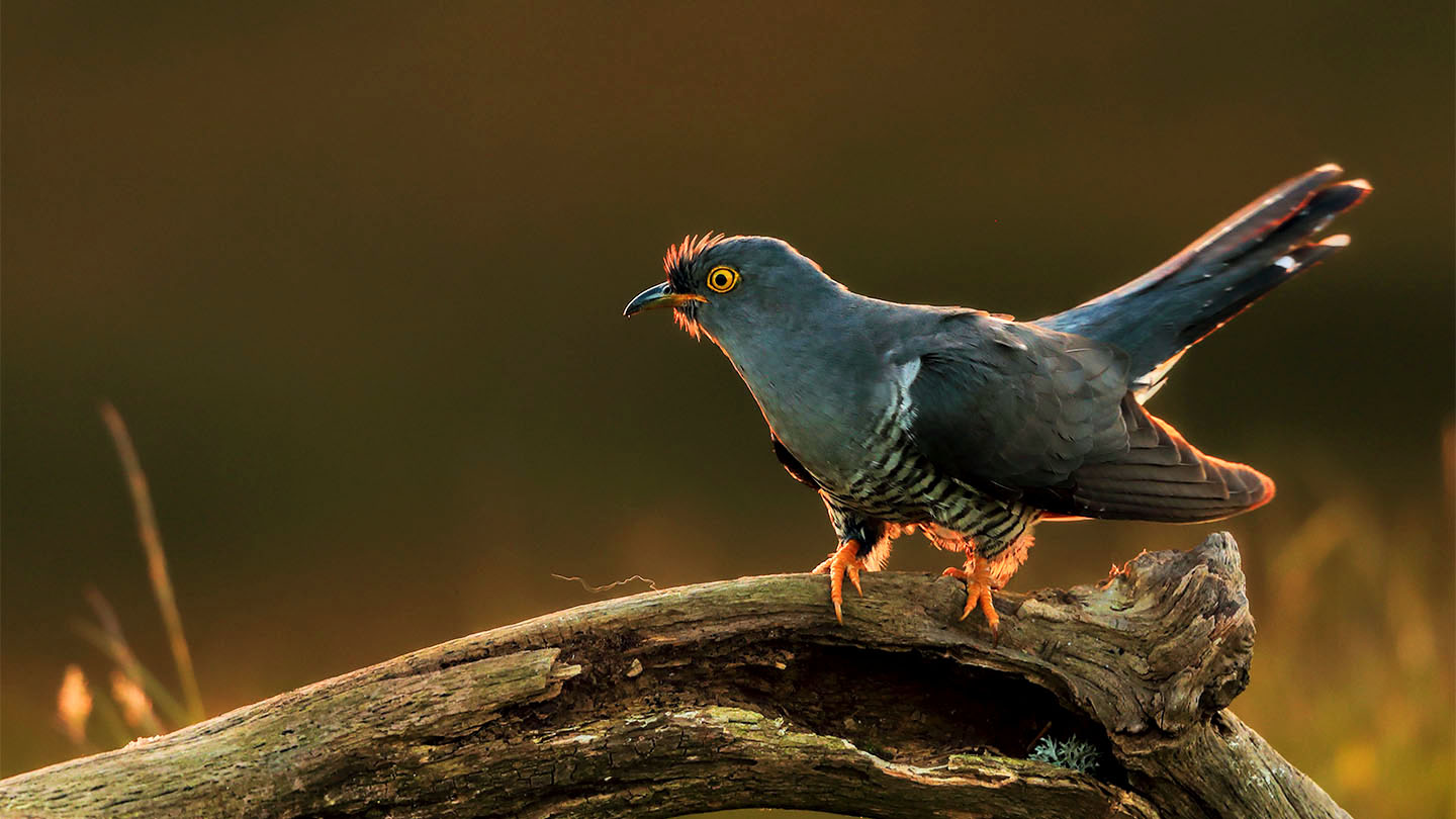 Cuckoo (Cuculus canorus) - British Birds - Woodland Trust