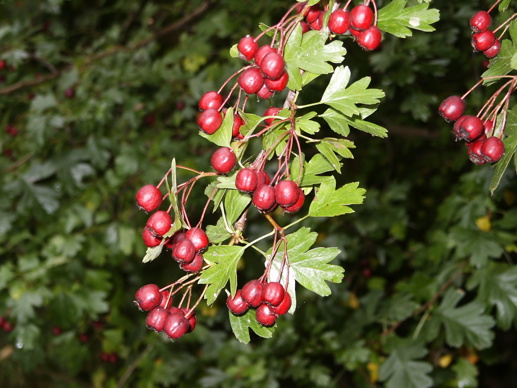 Redhall Park - Woodland Trust