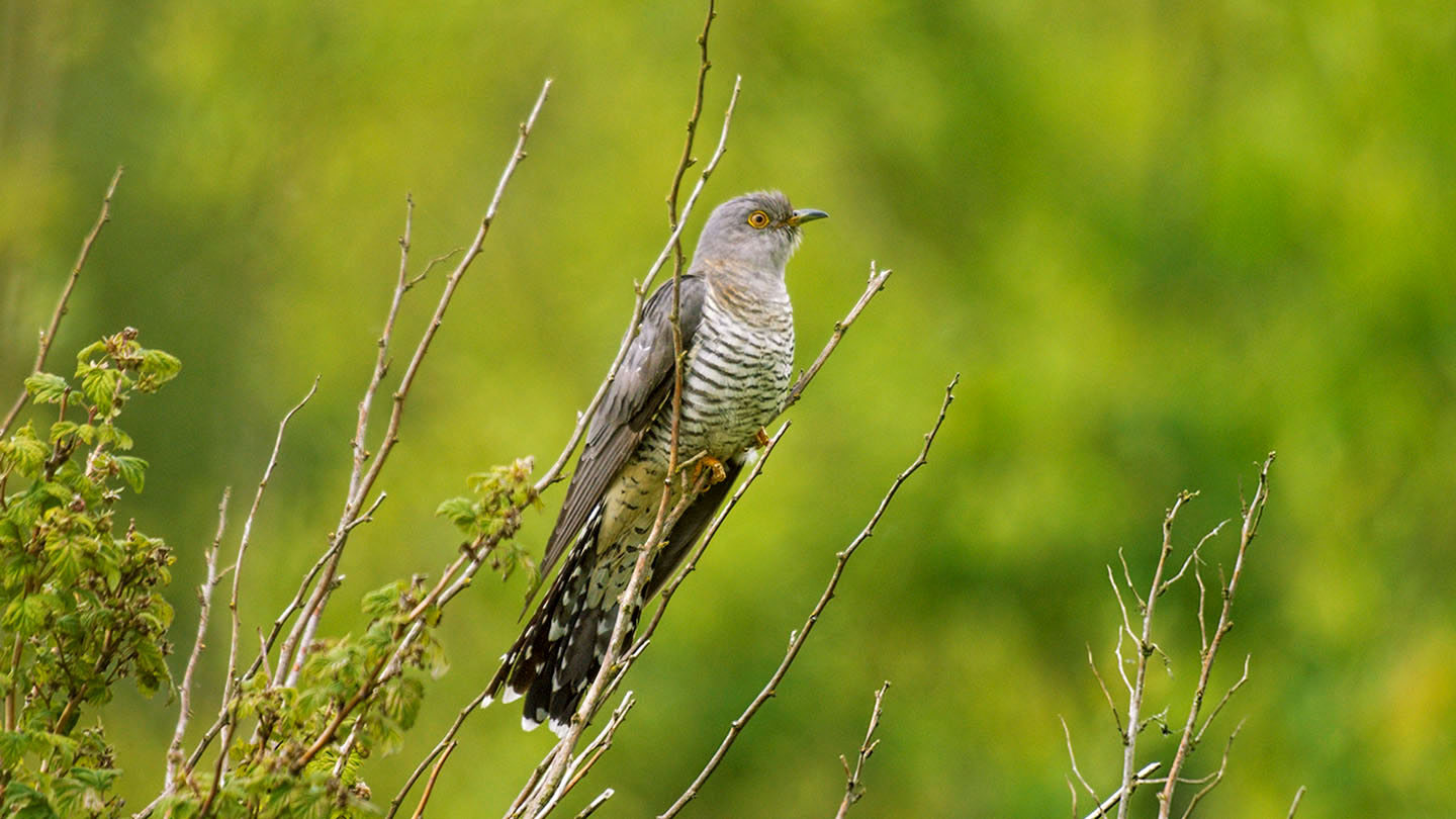 Cuckoo (Cuculus canorus) - British Birds - Woodland Trust