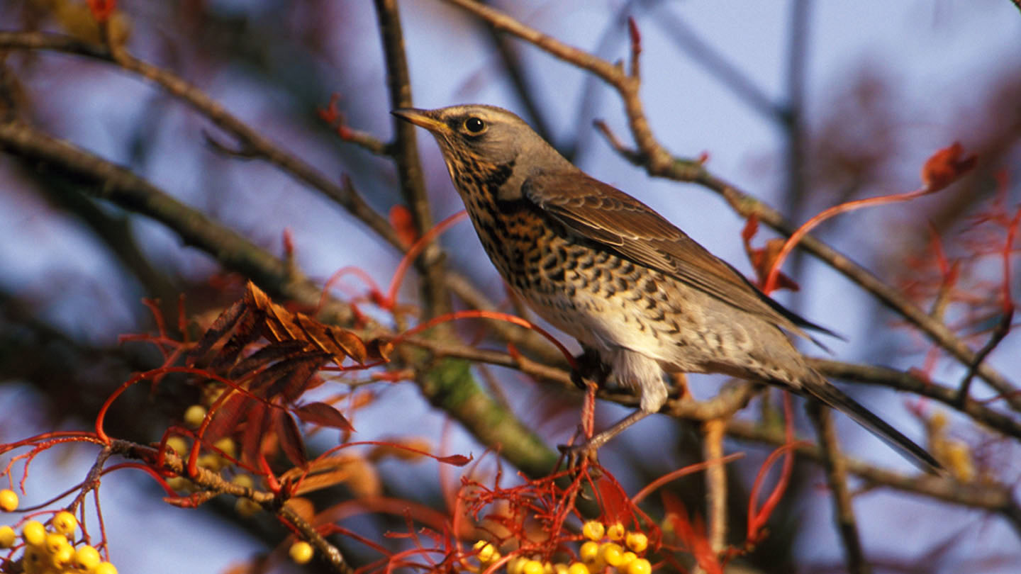 Fieldfare (Turdus pilaris) - British Birds - Woodland Trust