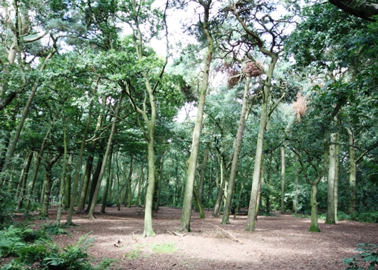 Ruff Wood - Woodland Trust