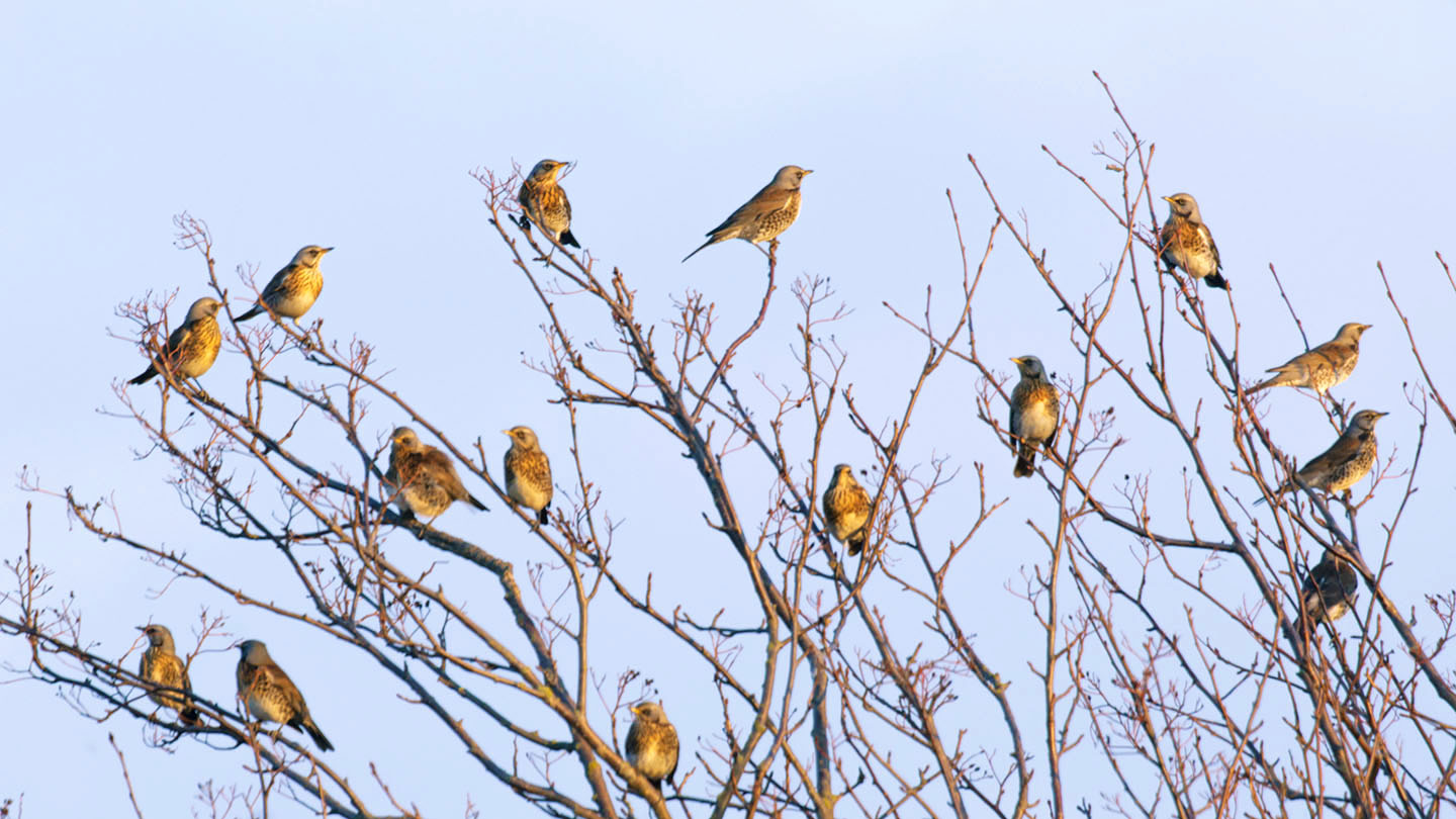 Fieldfare (Turdus pilaris) - British Birds - Woodland Trust