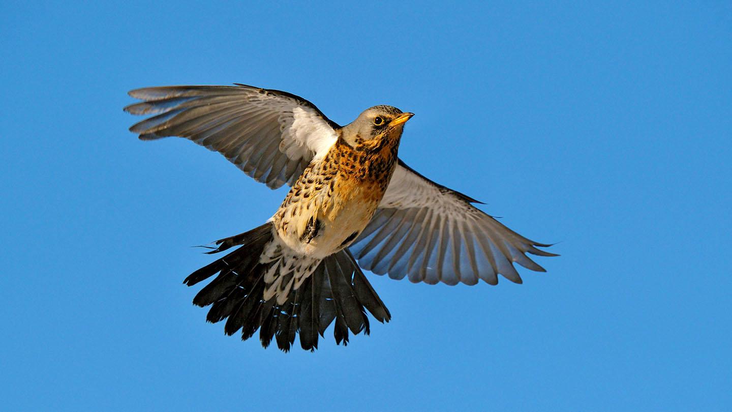 Fieldfare (Turdus pilaris) - British Birds - Woodland Trust