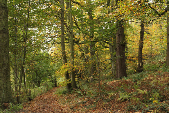 Hurcott Wood - Woodland Trust