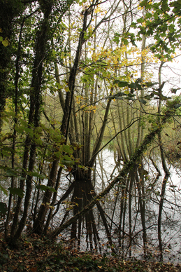 Hurcott Wood - Woodland Trust
