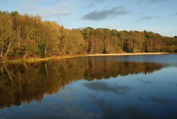 Hurcott Wood - Woodland Trust