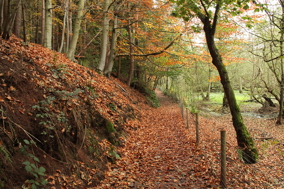 Hurcott Wood - Woodland Trust