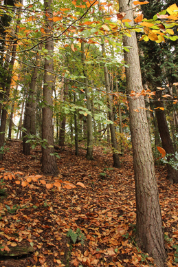 Hurcott Wood - Woodland Trust