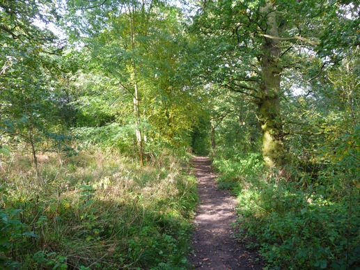 Old Gorse Covert - Woodland Trust