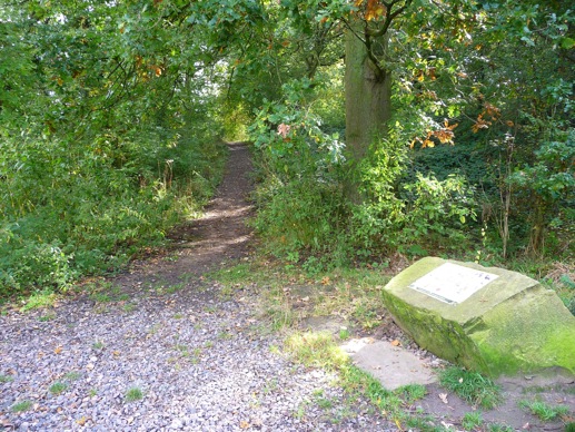 Old Gorse Covert - Woodland Trust