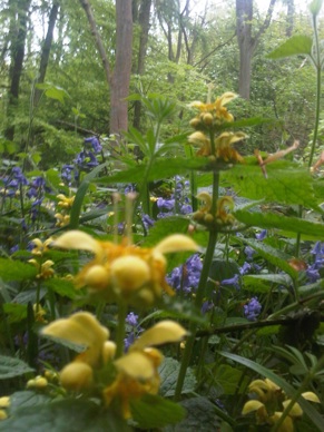 Tring Wood - Woodland Trust