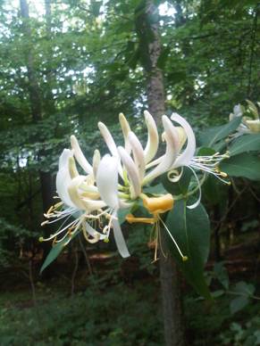 Tring Wood - Woodland Trust