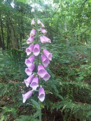 Tring Wood - Woodland Trust