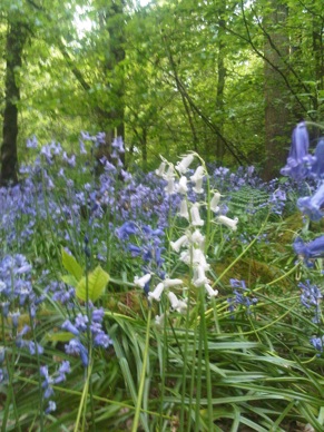 Tring Wood - Woodland Trust