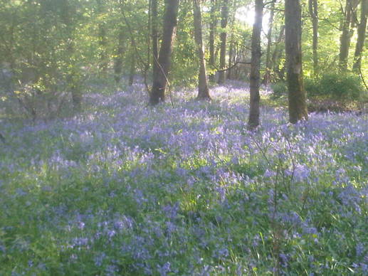 Tring Wood - Woodland Trust