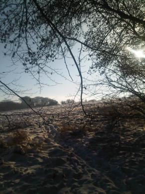 Tring Wood - Woodland Trust