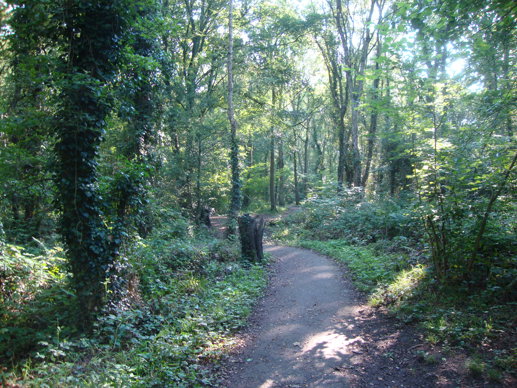 Stanney Wood - Woodland Trust
