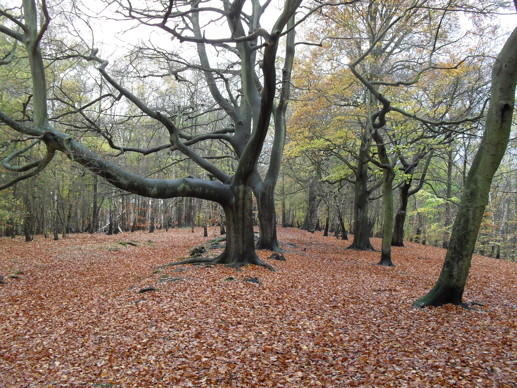The Esher Commons - Esher Common - Woodland Trust