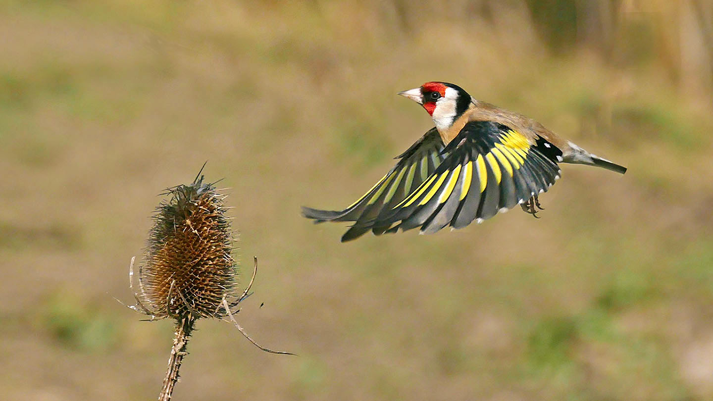 Goldfinch In Flight