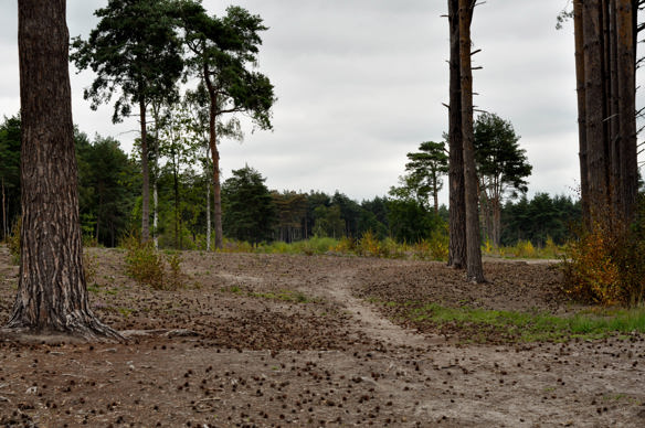 The Esher Commons - Esher Common - Woodland Trust