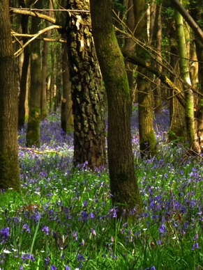 Whiteley Woods - Woodland Trust