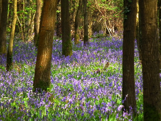 Whiteley Woods - Woodland Trust
